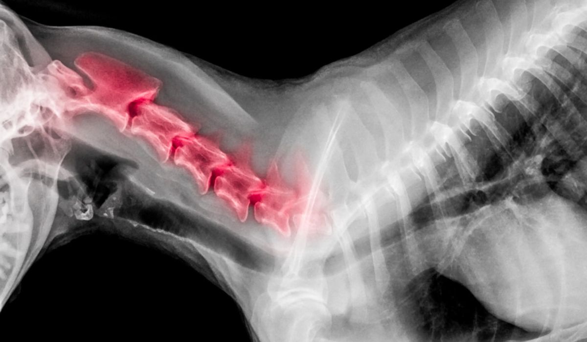 What Are the Symptoms of Neck Injury in Dogs | 7 Symptoms ...
