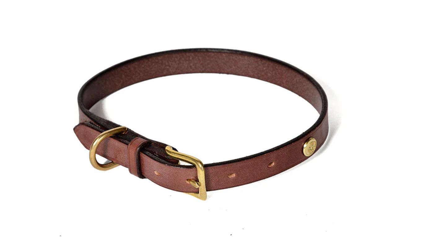 Where Should a Collar Sit on a Dog's Neck | Simple Guide ...