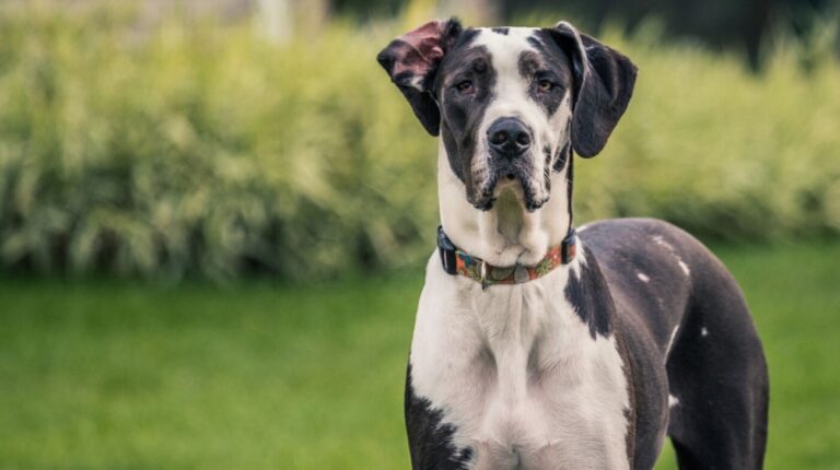 How to Prepare for a Great Dane Puppy - pawsitivegears.com