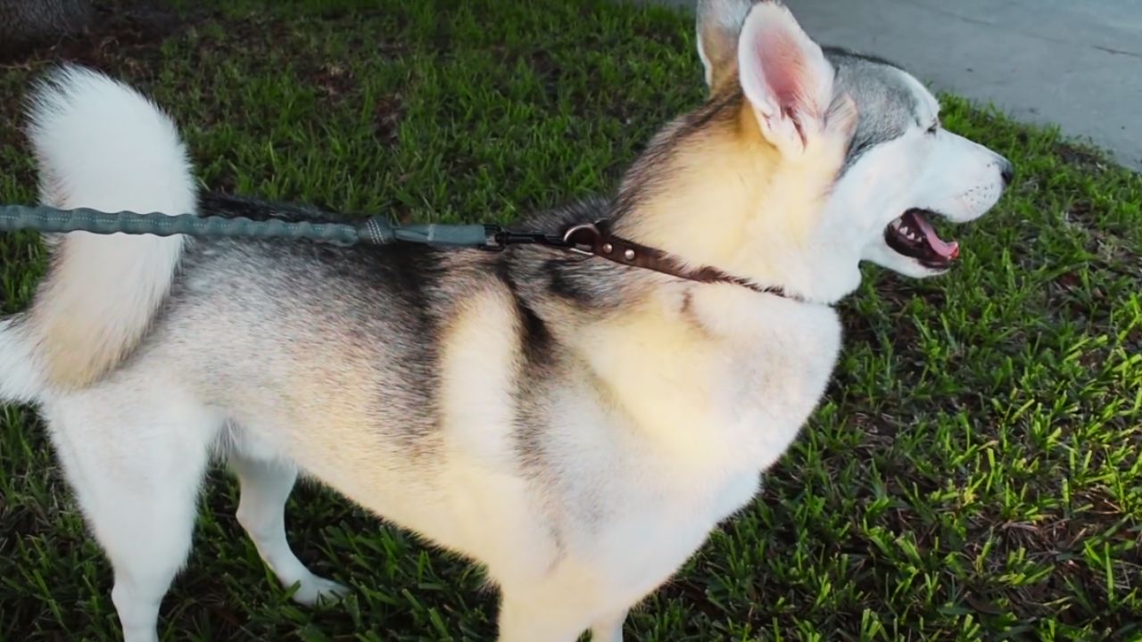 How to Put a Collar on a Husky: 7 Simple Steps - pawsitivegears.com