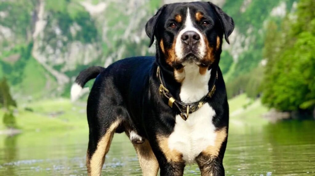 Best Dog Collars for Mountain Dog | 6 Best Ones! - pawsitivegears.com