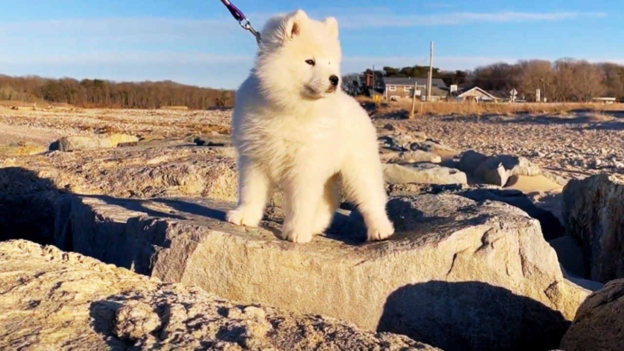 Samoyed Neck Size: What Size Collar to Buy For Samoyed ...