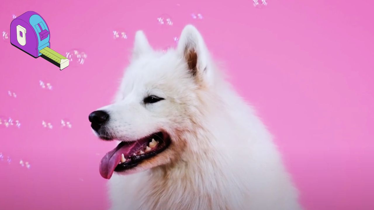 Samoyed Neck Size: What Size Collar to Buy For Samoyed ...