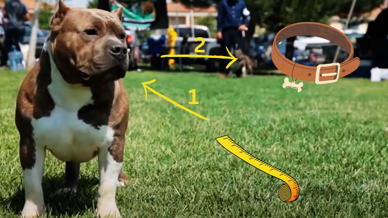 What Size Collar to Buy for an American Bully | 2 Sizes to Choose!
