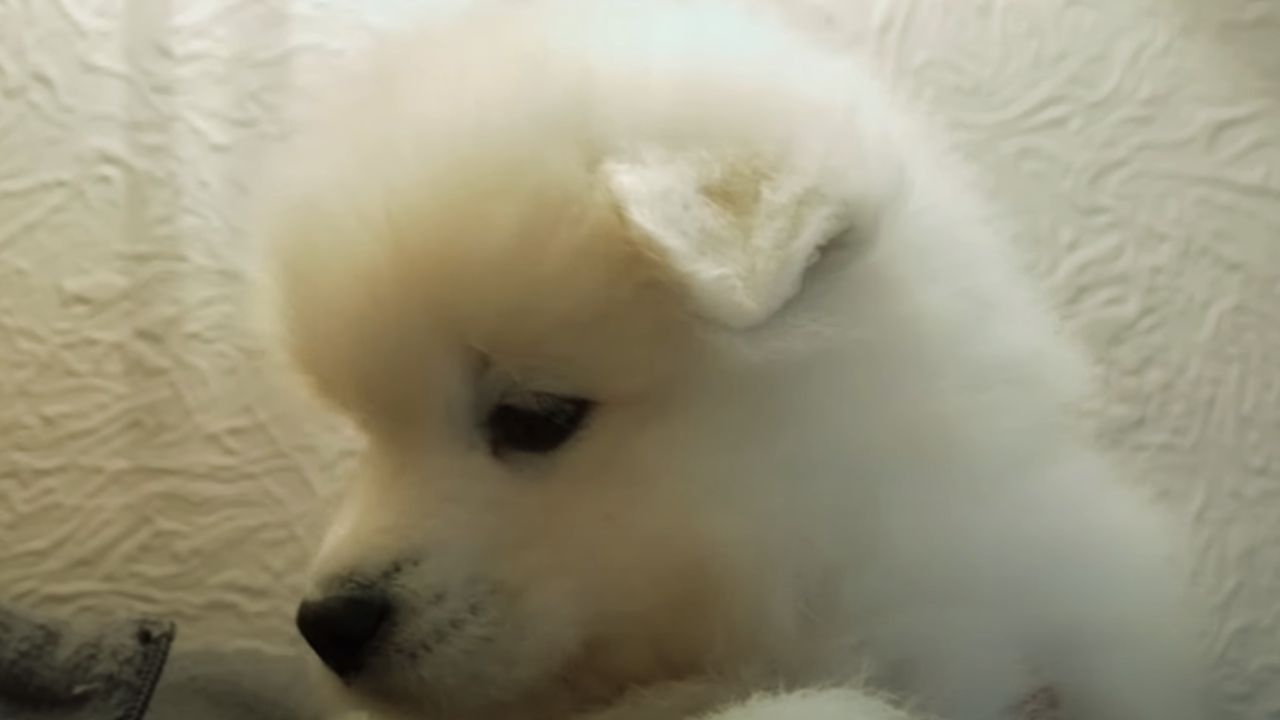 Samoyed Neck Size: What Size Collar to Buy For Samoyed ...