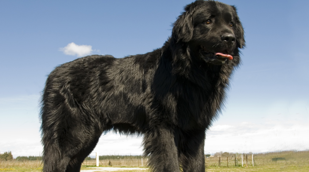 What Size Collar for Newfoundland Dog | 2 Sizes!