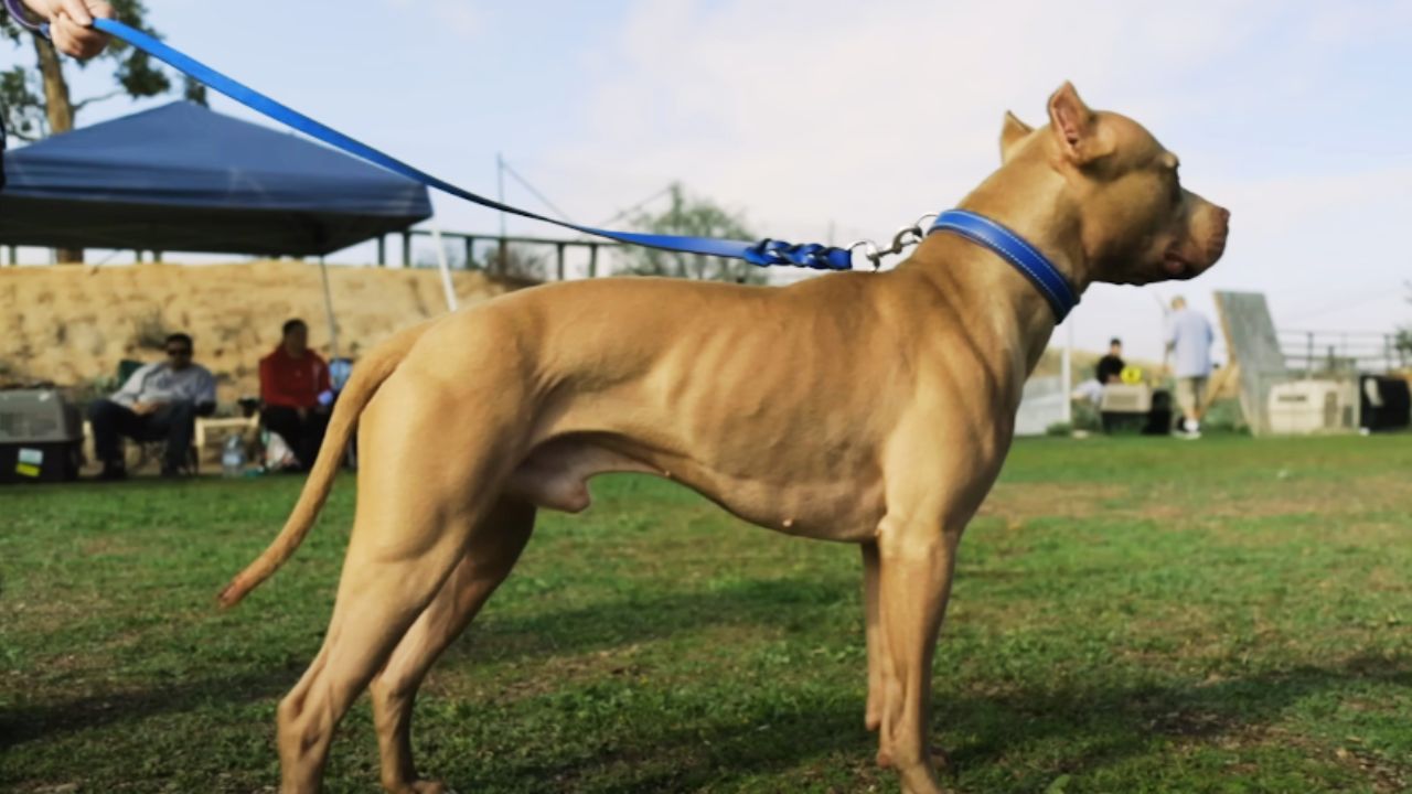 How to Put Collars on American Pit Bull Terrier | 7 Steps to Do!