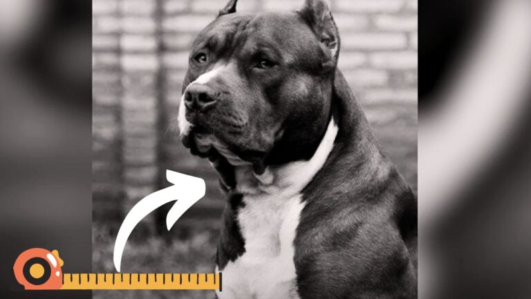 How to Put Collars on American Pit Bull Terrier | 7 Steps to Do!