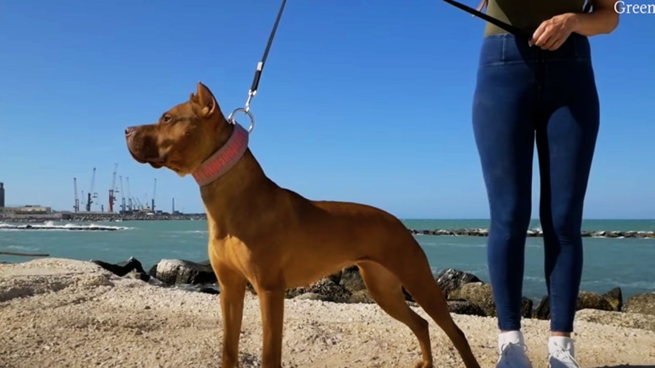 How to Put Collars on American Pit Bull Terrier | 7 Steps to Do!