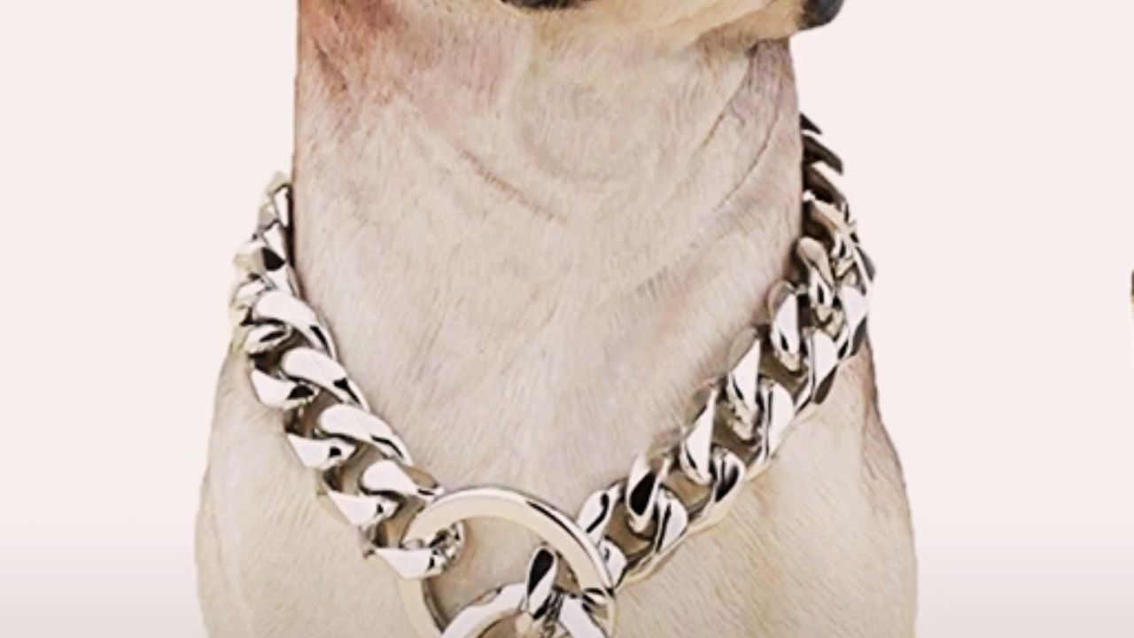 How to Put Collars on American Pit Bull Terrier | 7 Steps to Do!