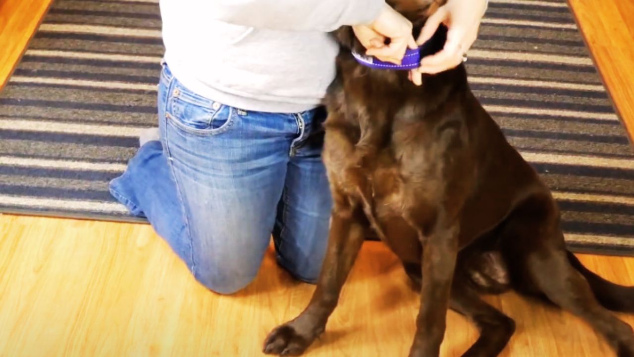 How to Put Collars on American Pit Bull Terrier | 7 Steps to Do!