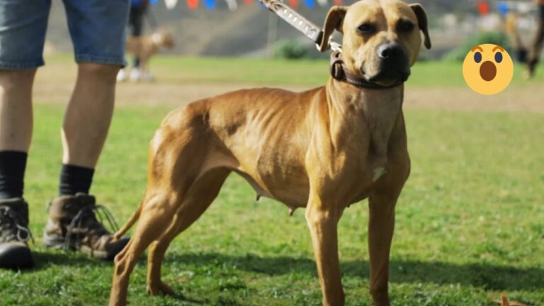 How to Put Collars on American Pit Bull Terrier | 7 Steps to Do!