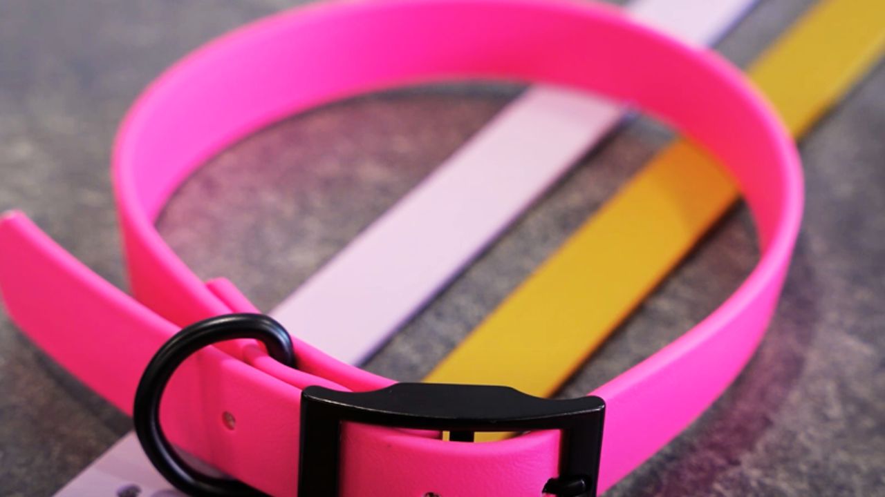 What Is a Flat Collar for Dogs | 6 Different Options - pawsitivegears.com