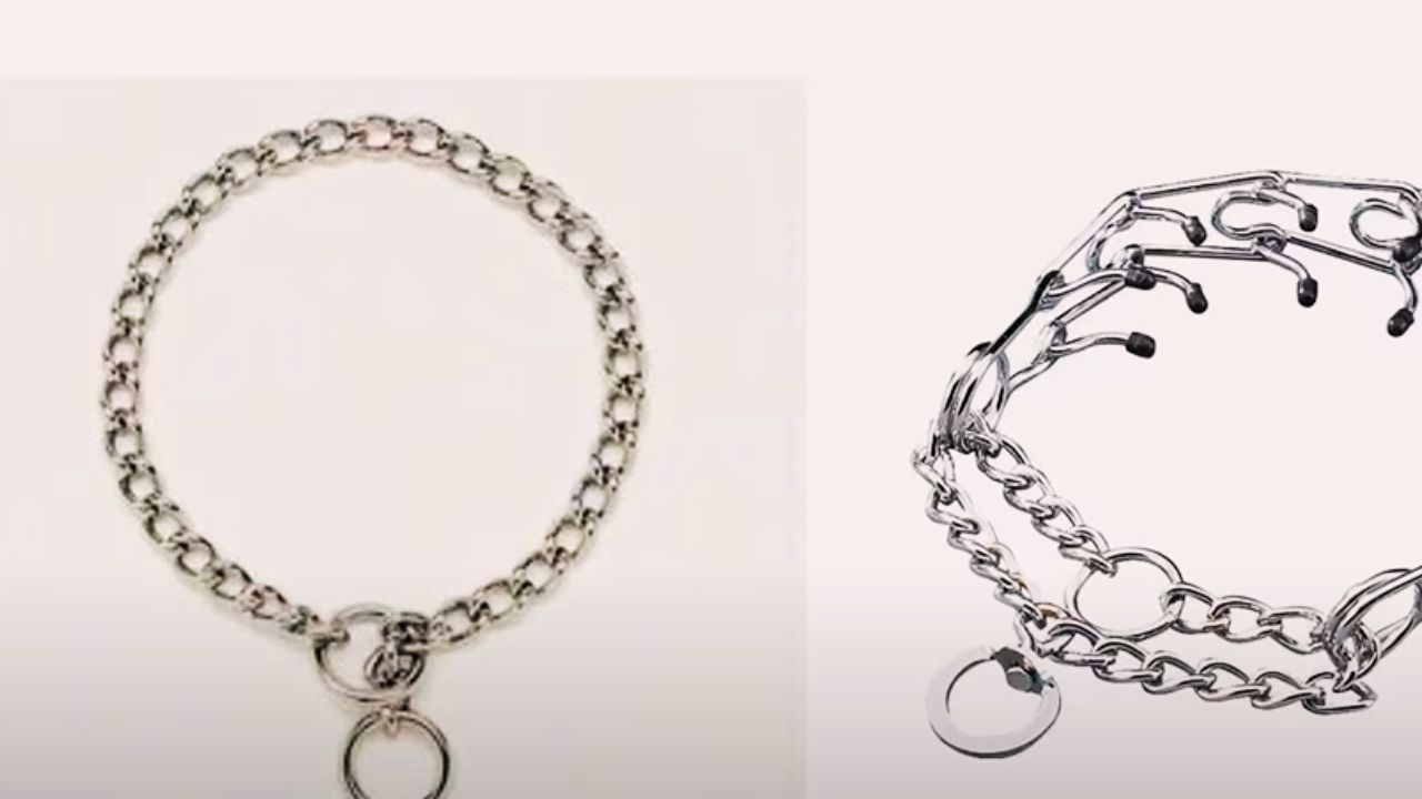 Types of Dog Collars for Walking: 7 Top Types Available - pawsitivegears.com