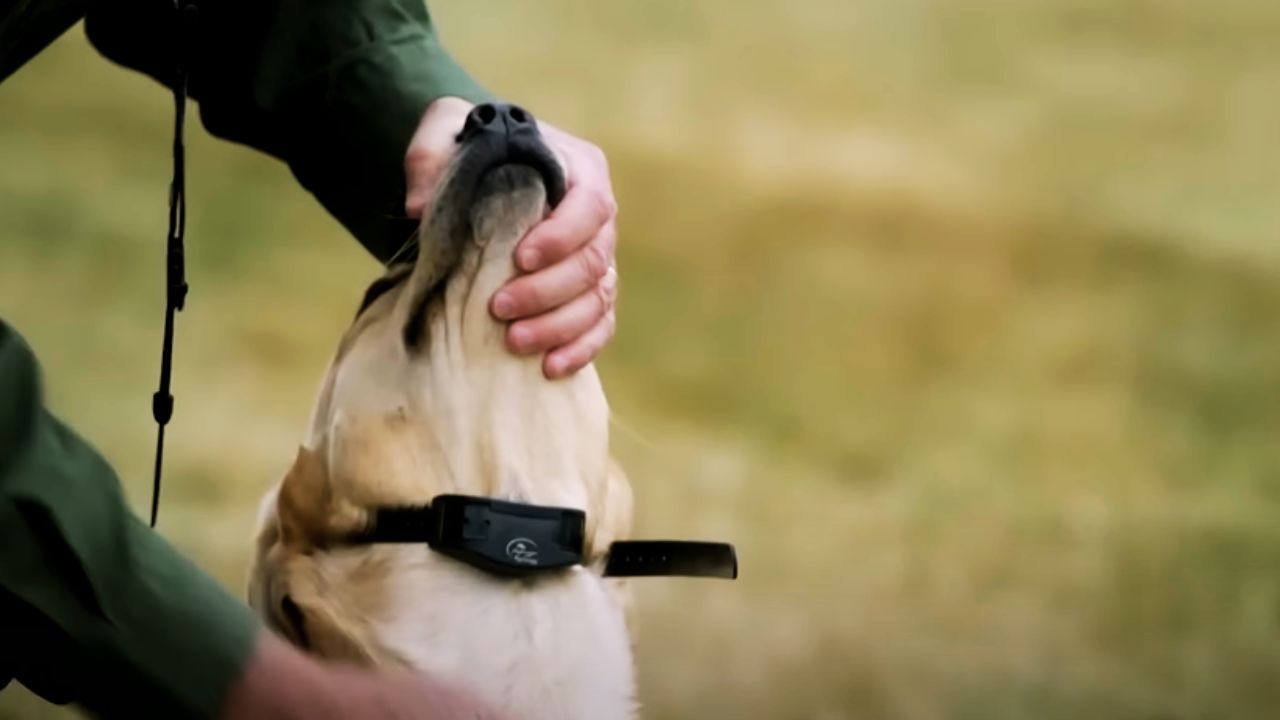 Types of Dog Collars for Walking: 7 Top Types Available ...