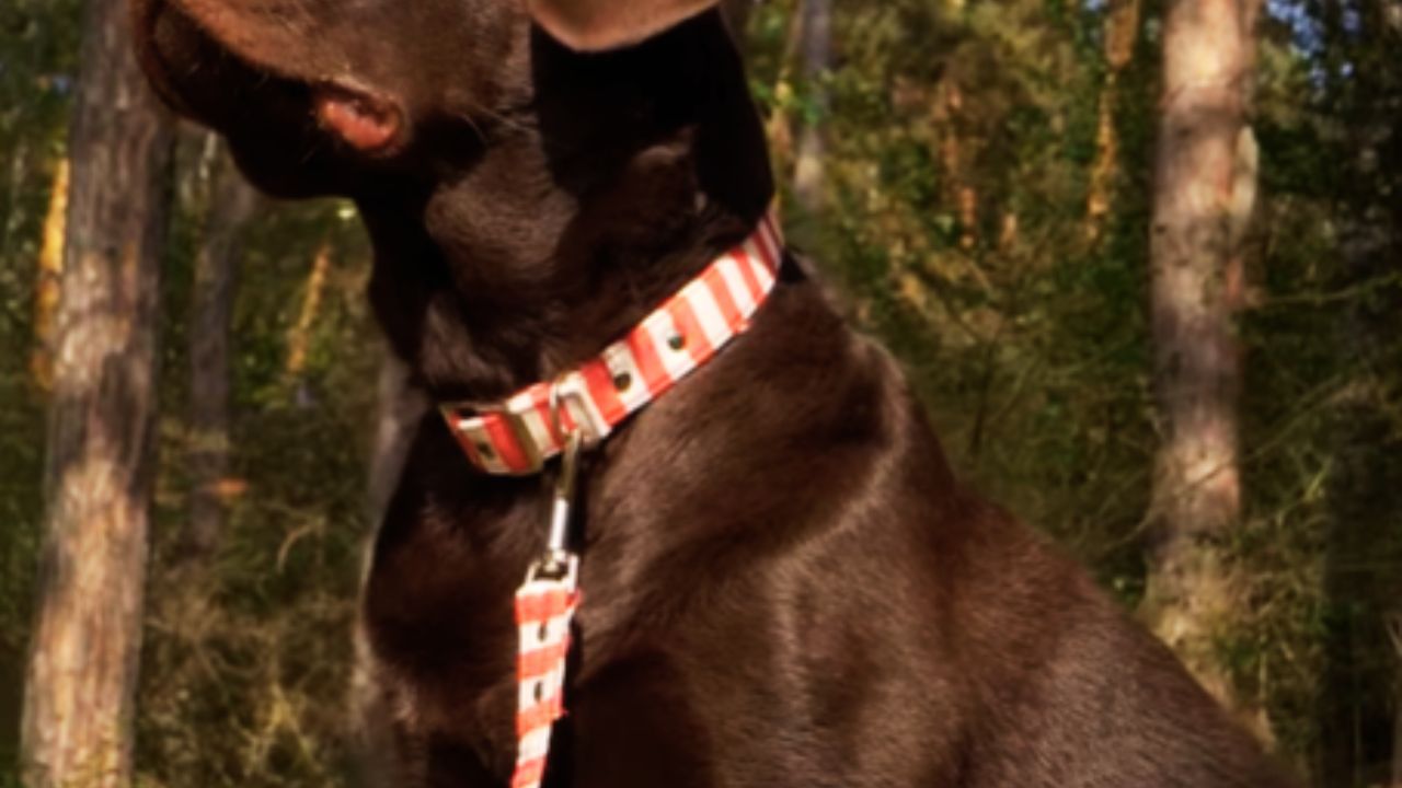 What Is a Flat Collar for Dogs | 6 Different Options - pawsitivegears.com