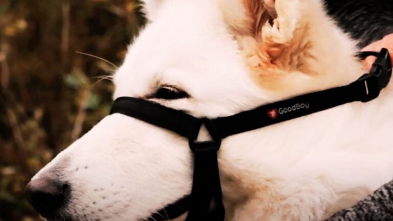 Types of Dog Collars for Walking: 7 Top Types Available ...