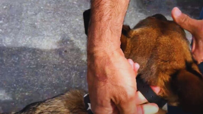 What Is a Flat Collar for Dogs | 6 Different Options - pawsitivegears.com