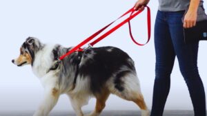 What Is a Flat Collar for Dogs | 6 Different Options - pawsitivegears.com