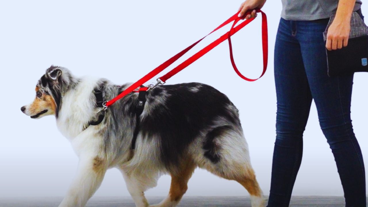 What Is a Flat Collar for Dogs | 6 Different Options - pawsitivegears.com