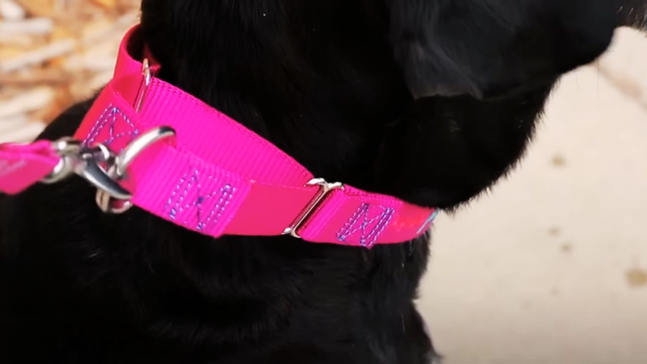 Types of Dog Collars for Walking: 7 Top Types Available ...