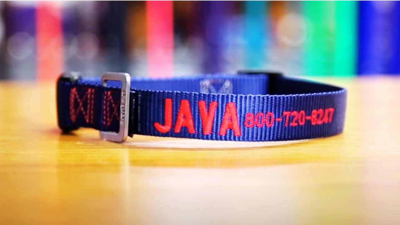 What Is a Flat Collar for Dogs | 6 Different Options - pawsitivegears.com