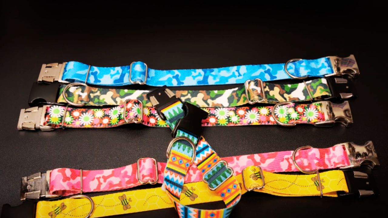 What Is a Flat Collar for Dogs | 6 Different Options - pawsitivegears.com