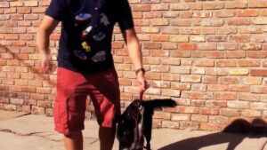 What Is a Flat Collar for Dogs | 6 Different Options - pawsitivegears.com