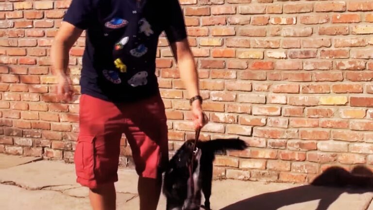 What Is a Flat Collar for Dogs | 6 Different Options - pawsitivegears.com