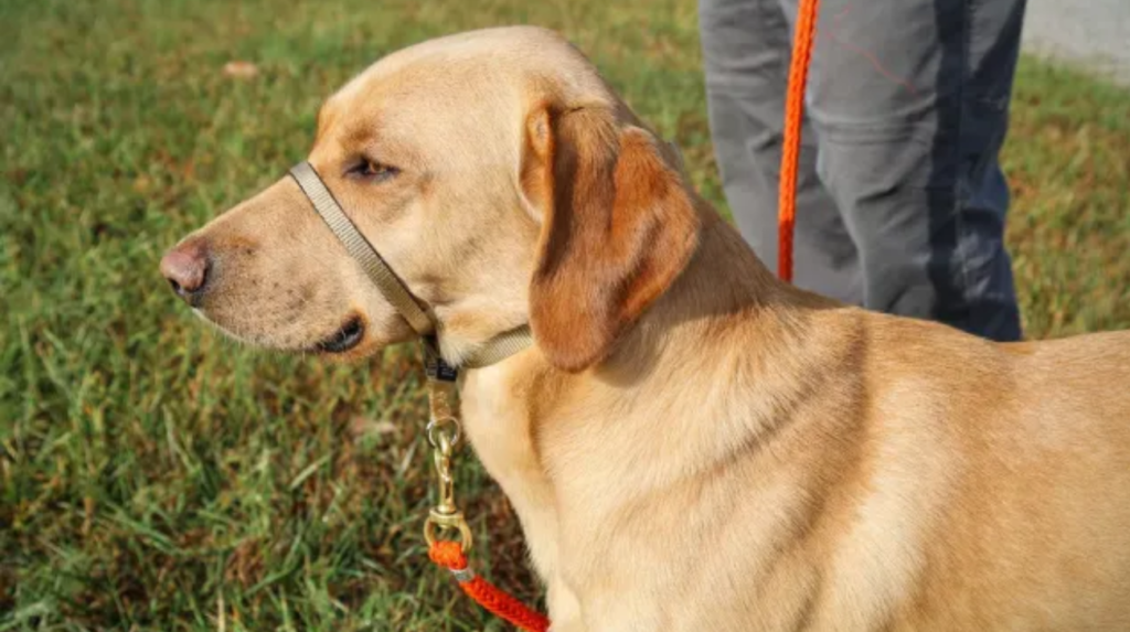 What Is a Flat Collar for Dogs | 6 Different Options - pawsitivegears.com