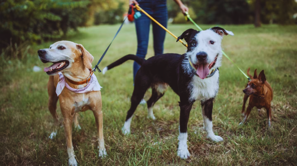 Types of Dog Collars for Walking: 7 Top Types Available ...