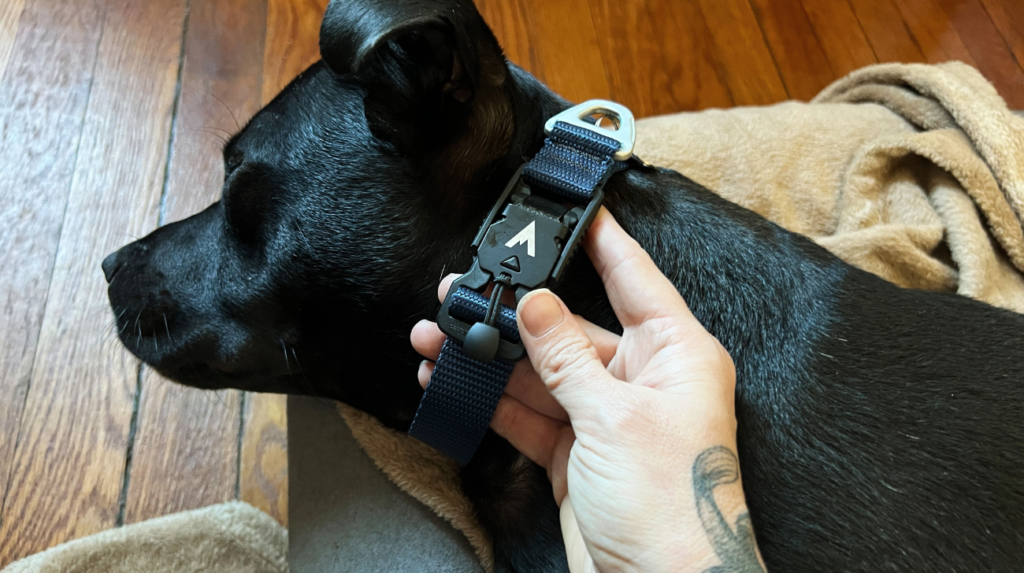 How to Make Dog Collars: A Step-by-Step DIY Guide - pawsitivegears.com