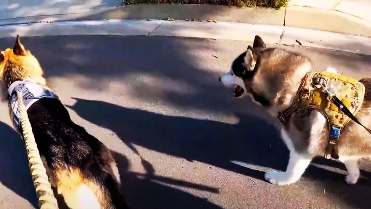 Do Not Approach Dog Vest: What It Means and Why It’s Important