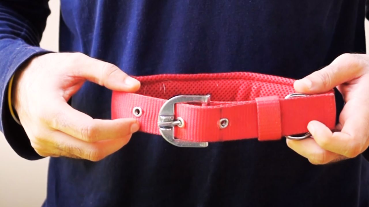 Flat Collar vs Martingale Collar: Which One to Choose?