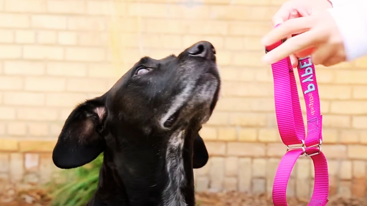 Martingale vs Slip Lead Collar: Choose the Right One!