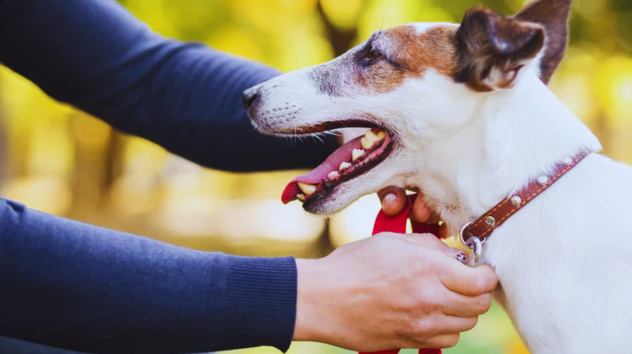Prong Collar vs Martingale Collar: Choosing the Right Training Tool ...