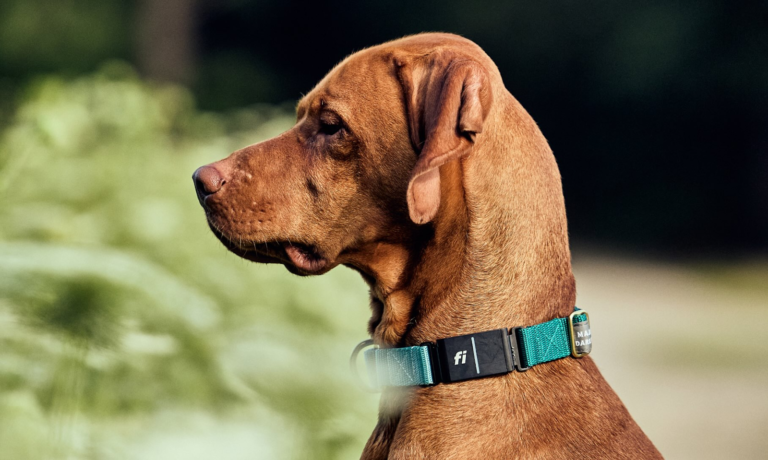 Tractive vs Fi: Amazing Comparison of GPS Pet Trackers