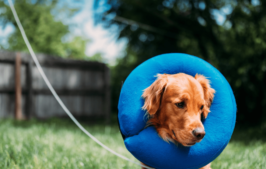 How to Put on a Cone on a Dog: Guide to Post-Surgery Care