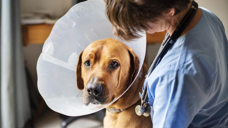 How to Put on a Cone on a Dog: Guide to Post-Surgery Care