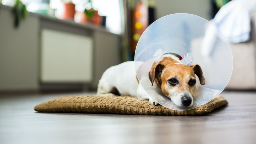 How to Put on a Cone on a Dog: Guide to Post-Surgery Care