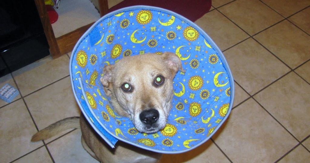 How to Put on Elizabethan Collar to Dog: 101 Complete Guide