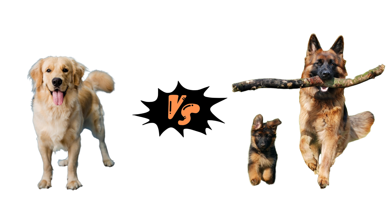Male Dog vs Female Dog Characteristics: Detailed Comparison