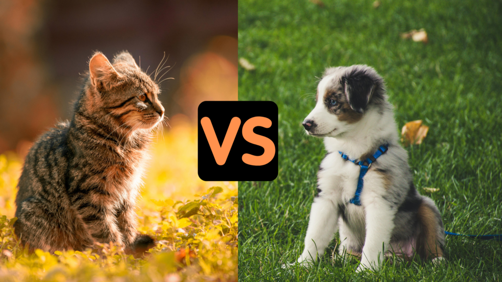 Kitten vs Puppy: Which Pet Is Perfect for You?