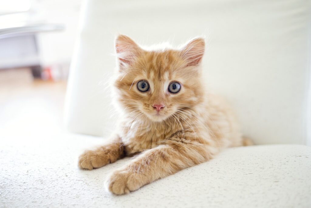 New Kitten Checklist: Here’s How to Prepare For Your Friend…