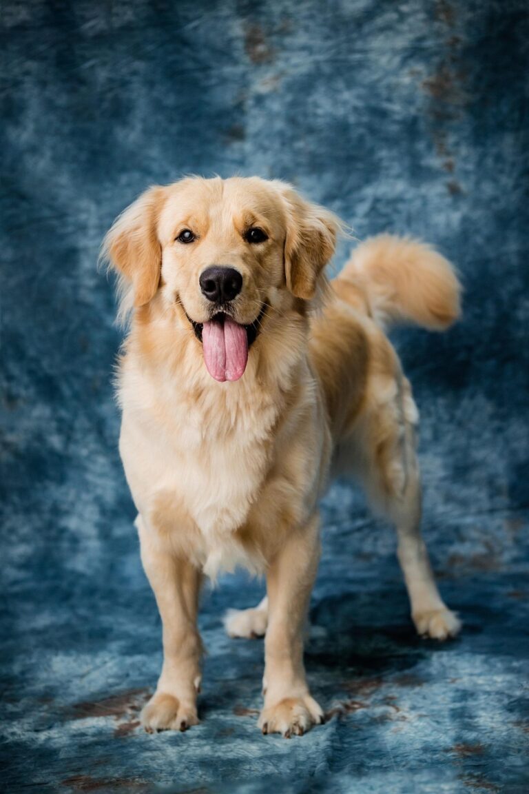 Male Dog vs Female Dog Characteristics: Detailed Comparison