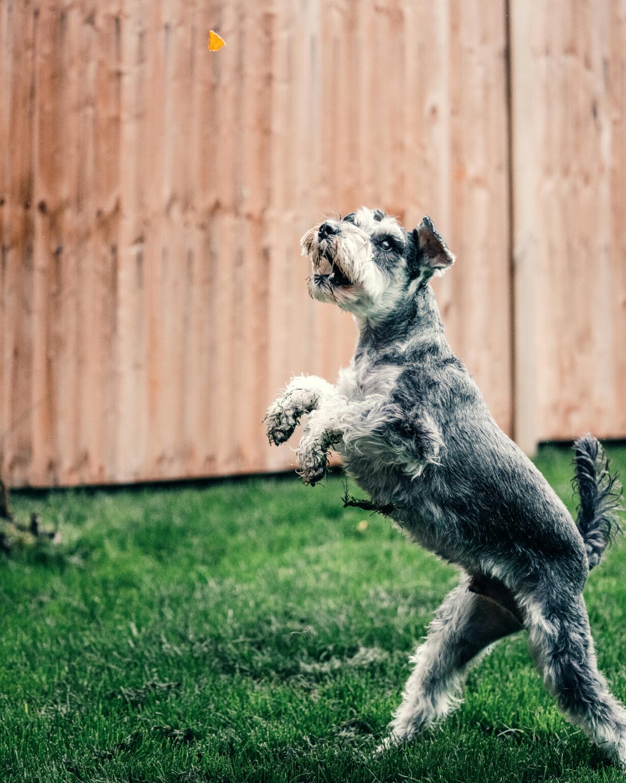 Dog Stretching Back Legs | Reasons Why My Dog Is Doing This!