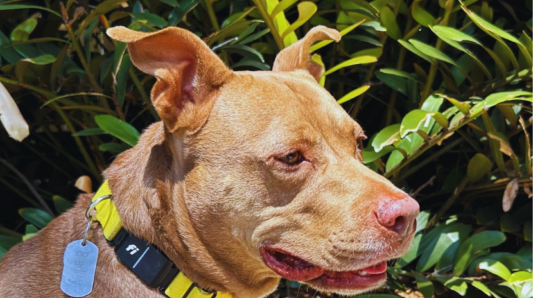 Fi Collar Series 2 vs Fi Collar Series 3 | Features to Know