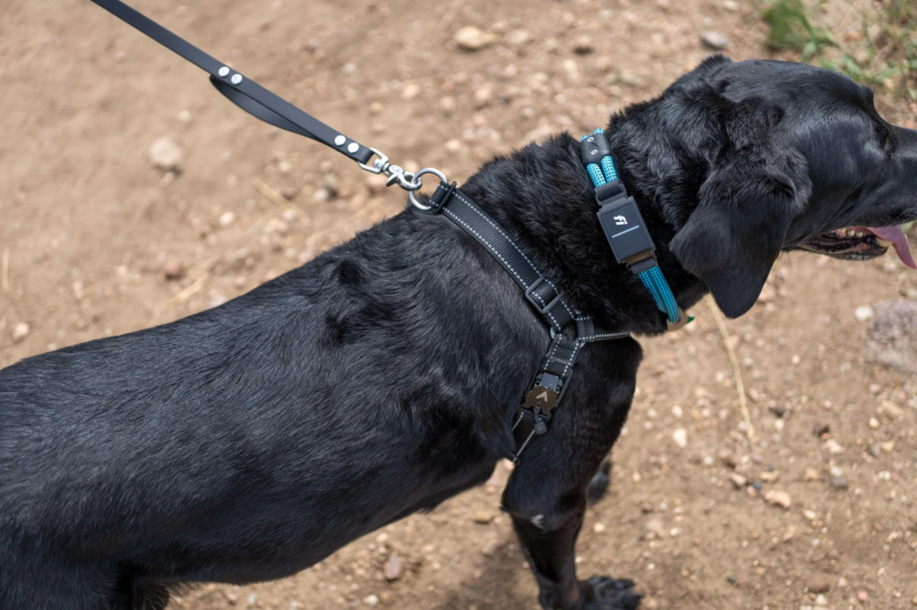 Fi Dog Collar Monthly Cost: A Detailed Breakdown of 2025