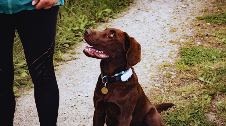 SportDog Training Collar Instructions | 6 Easy Steps
