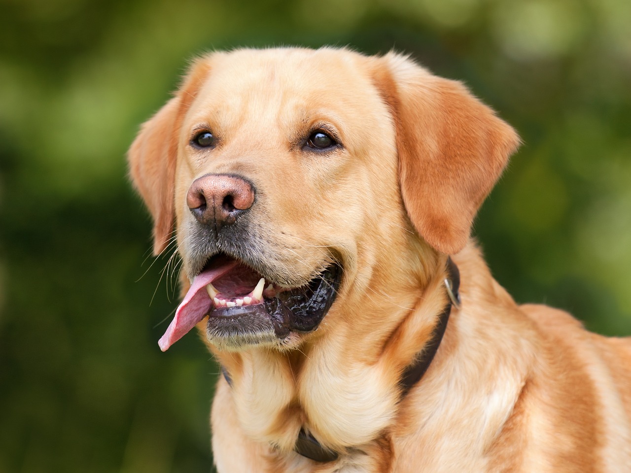 Male Dog vs Female Dog Characteristics: Detailed Comparison